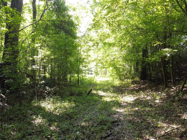 0 Fivel Ln, Ridgeville, SC 29472 | MLS #25024