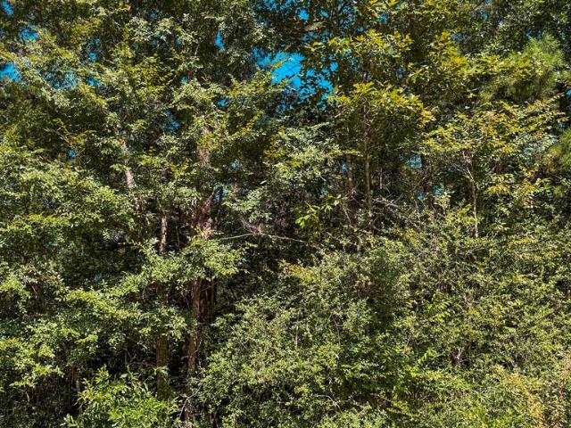 0 Fm 319, Elkhart, TX 75839 | MLS #103539
