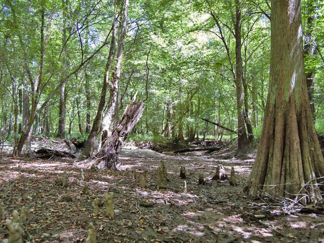 0 Highway 33, Whitakers, NC 27891 | MLS #10118