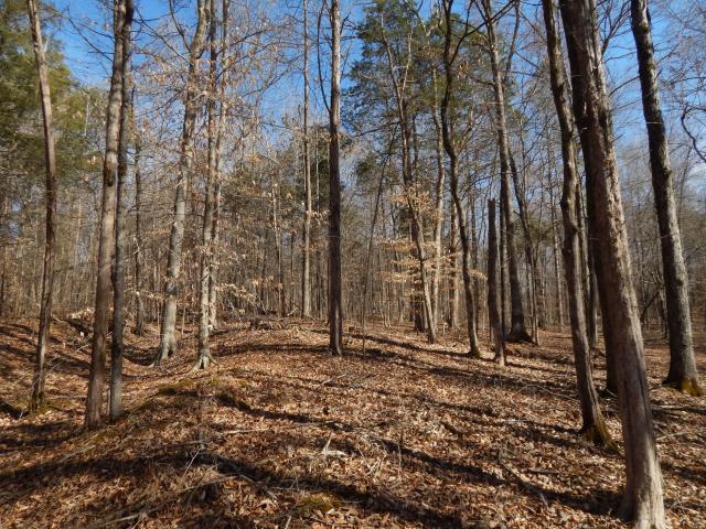 0 Ian Dr, Clifton, TN 38425 | MLS #3134