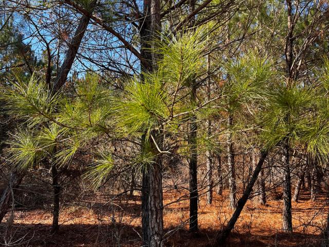 0 Lynntown Road Lot 1