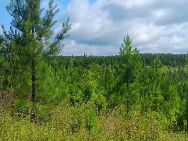0 Lake Sinclair Dr, Sparta, GA 31087 MLS 10316379
