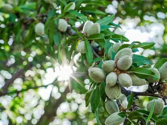 0 LASSEN AVENUE, FIVE POINT, CA 93624