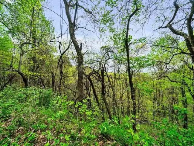 0 Locust Peg Rd, Jasper, GA 30143 MLS 7370205