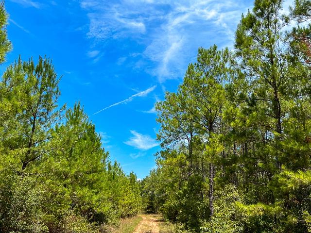 0 Lost Indian Camp Rd, Huntsville, TX 77320 | MLS #46382 | Compass