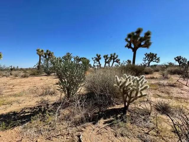 0 PAJARA DRIVE, YUCCA VALLEY, CA 92284 Single Family Residence.