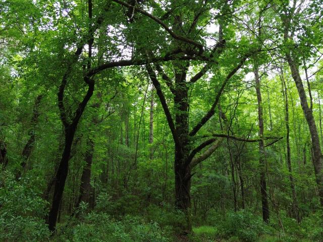 0 Pineview Farm Road