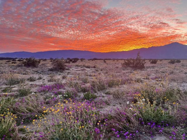 0 Pointing Rock Dr, Unit 219, Borrego Springs, CA 92004 | MLS #2600
