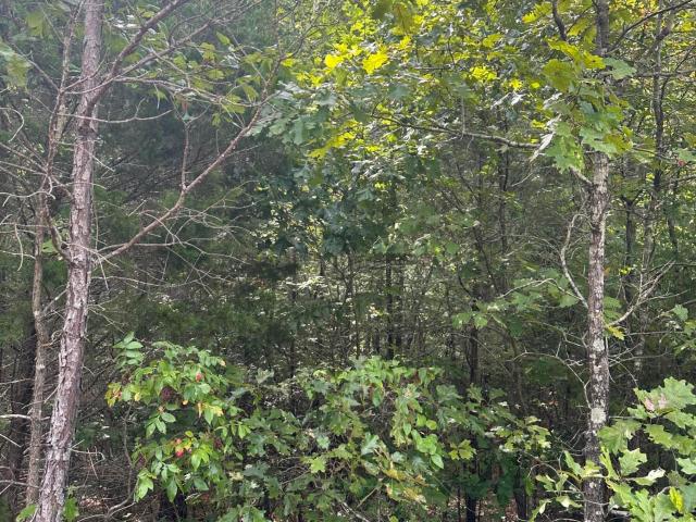 0 Stewart Rd, Finger, TN 38334 | MLS #2504 | Compass