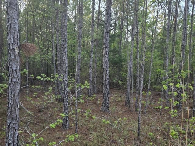 0 Sweetgum Lane