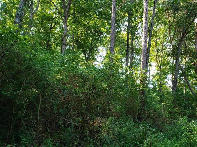 0 Treeline Drive