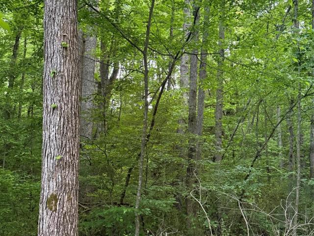 0 Winterhaven Rd, Unit 4, Taylorsville, NC 28681 | MLS #4368