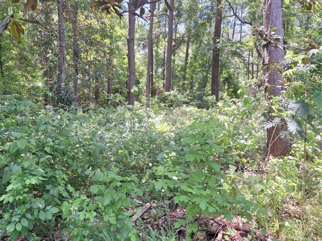 0 Woodland Lake Dr, Shepherd, TX 77371 | MLS #57119 | Compass