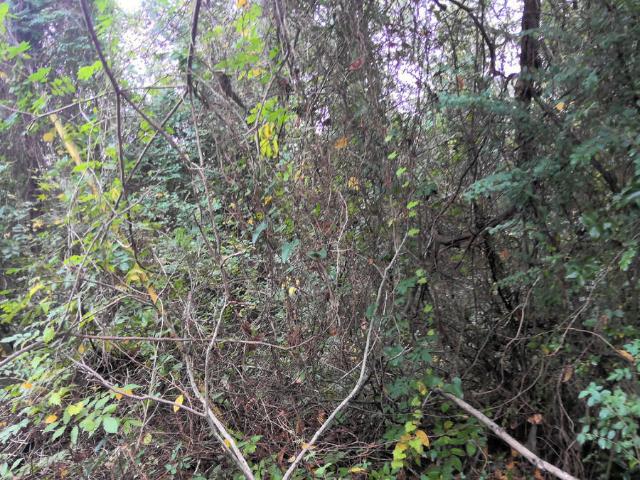 0.31 Ac Jenkins Lane