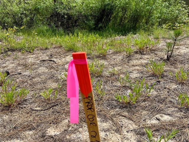 0 59TBD Siochanta # Lot 1