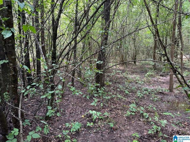 0.9 acres branch cove # 6