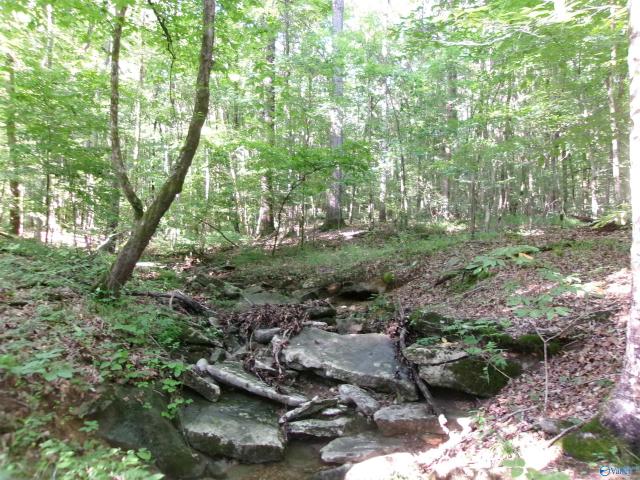 13.36 Acres County Road 531
