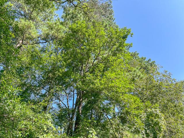 1008 St Dayton, TX 77535 | MLS #58586