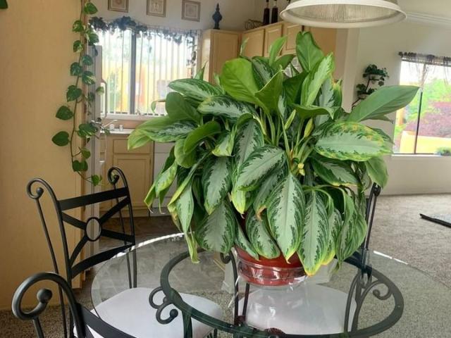 10001 Coors Bypass NW 2 Bedroom Apartment for Rent at 10001 Coors Byp Nw, Albuquerque, NM 87114