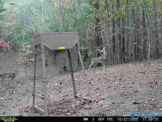 100 Ac Highway 11, Valley Head, AL 35989