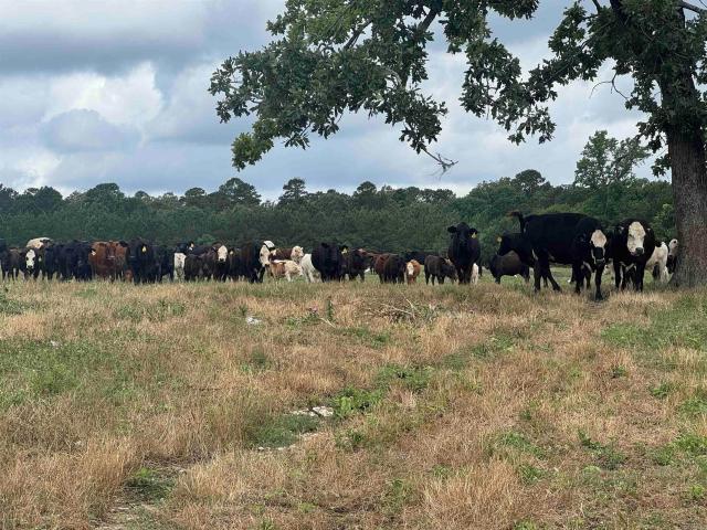 100 Acres Wynn Road
