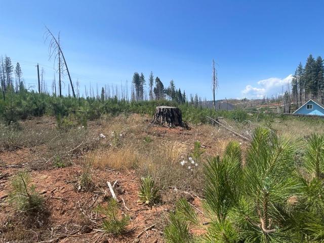 10141 Grizzly Flat Rd, Grizzly Flats, CA 95636 | MLS #225084