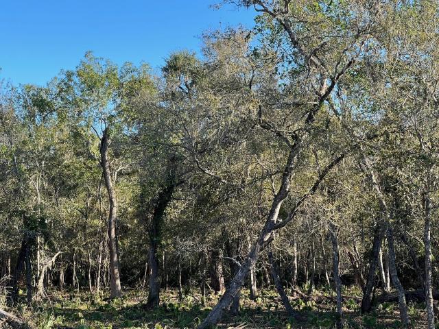 10186 County Road 400, Brazoria, TX 77422 | MLS #94031