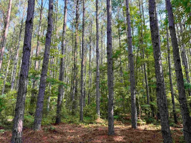 101.49 Acres Epps Rd