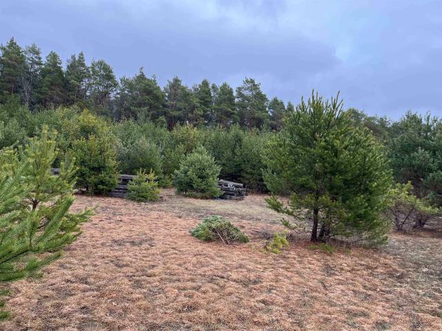 10299 Levi Lane