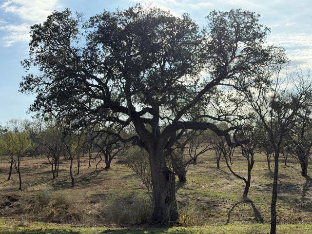 102 County Road 314, Llano, TX 78643 | MLS #99286