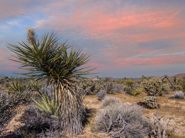102 Saddleback Rd, Joshua Tree, CA 92252