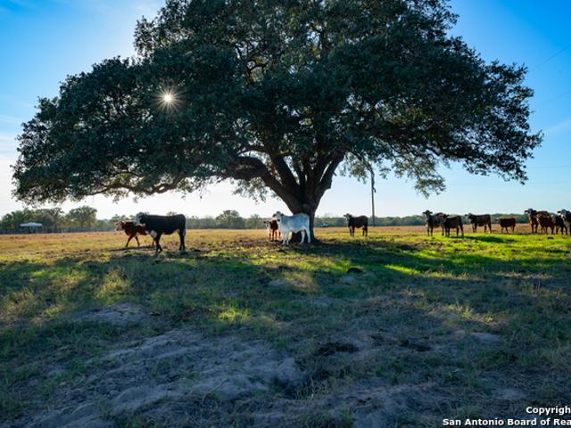 1038 Old Goliad