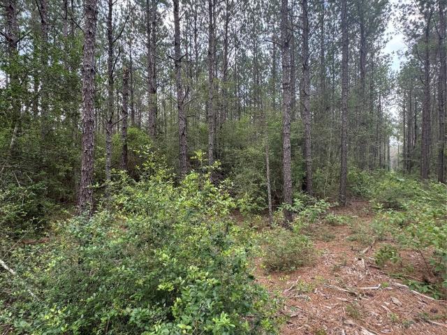 10634 Forest Mill Road