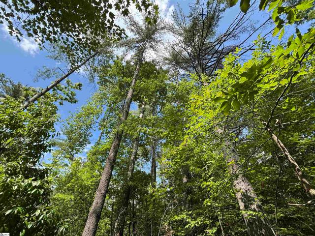106 Dutchmans Pipe Trail