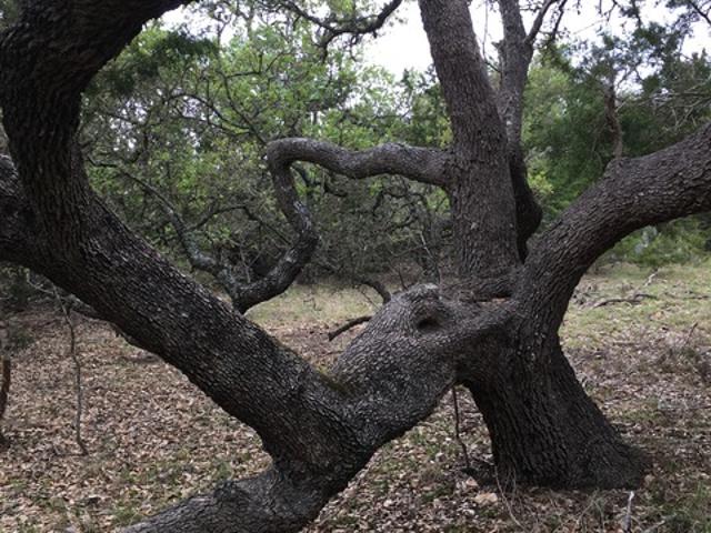 106 Ulmus