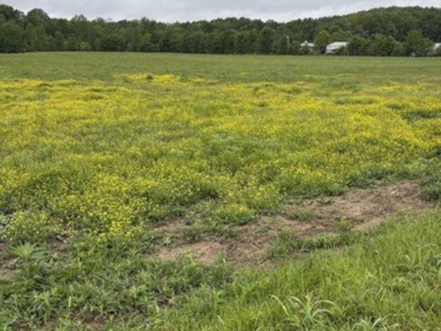 1075 Patterson Rd, Russell Springs, KY 42642