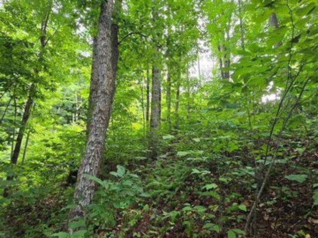 108 Tenderfoot Trl Units 108 & 109, Maggie Valley, NC 28751