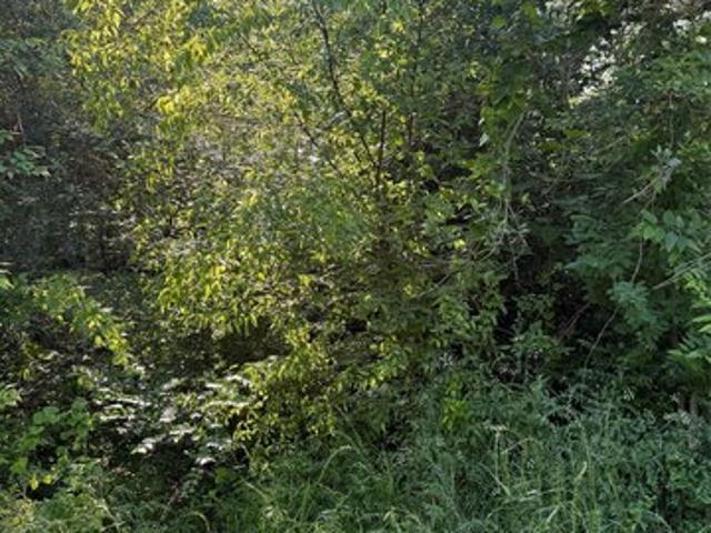 10946 Clover Ln, Berryville, TX 75763