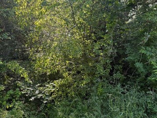 10946 Clover Ln, Berryville, TX 75763