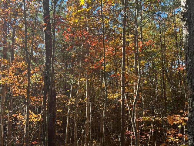 109 Cherokee Path, Tellico Plains, TN 37385 | MLS #1281