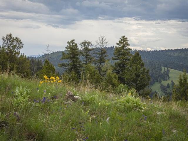 10 11 Bull Elk, Drummond, MT 59832