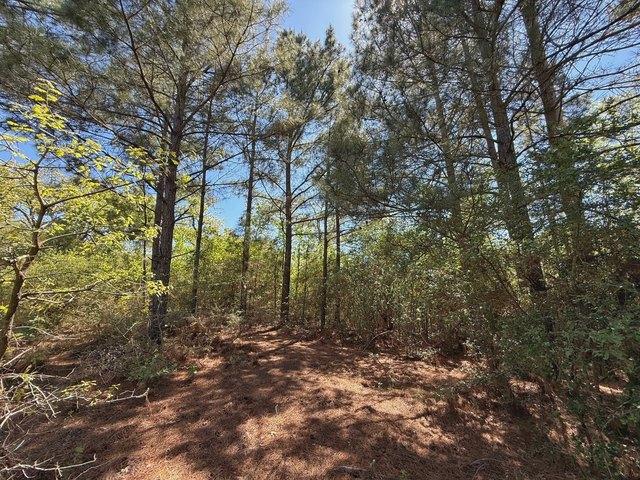 10 Ac County Road 2926, Buffalo, TX 75831