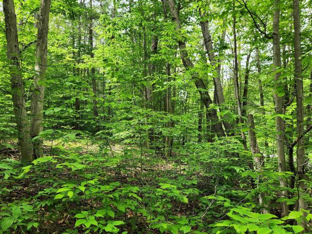 10 Acres Blue Lake Road, Ne # Lot: L