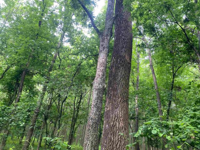 10 acres county road 326