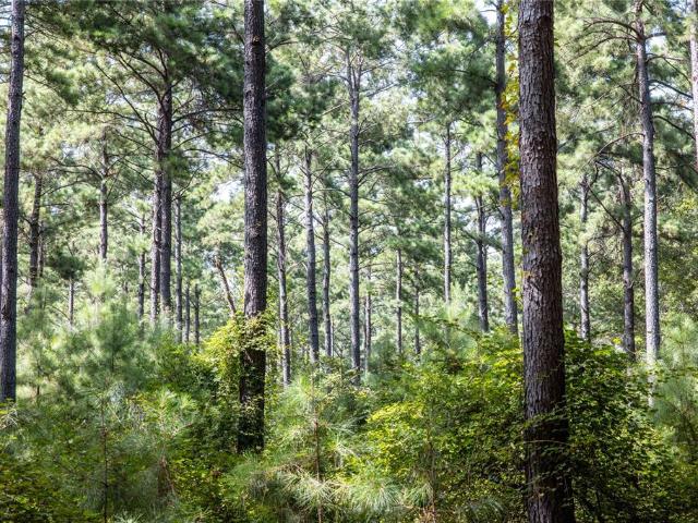 10 County Road 4222, Frankston, TX 75763 | MLS #20707