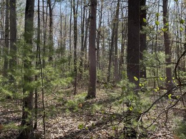 10 Lots Arthur Street Lot # 13 17 and # 38 42, Topinabee, MI 49791