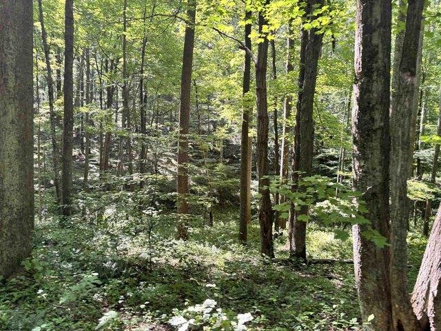 110 Danner Rd, Belington, WV 26250