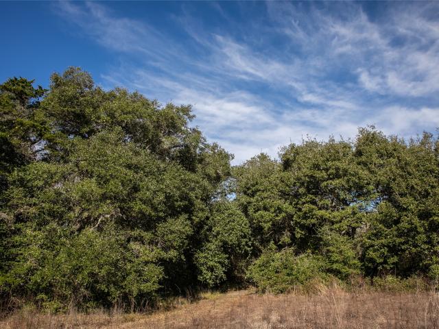 11107 Mt Falls School Rd, Washington, TX 77880 | MLS #71169