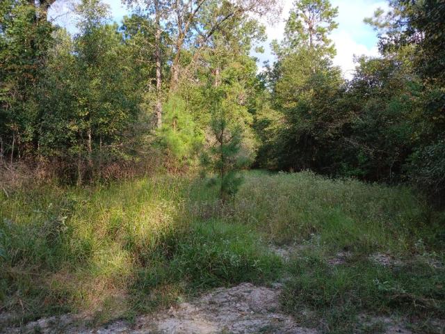 111 Bill Jones Rd, Groveton, TX 75845 | MLS #49446