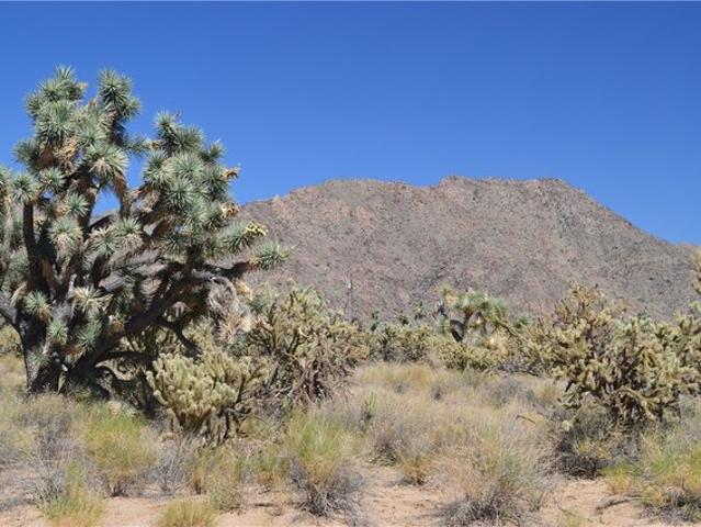 11300 S Dennis Rd, Yucca, AZ 86438